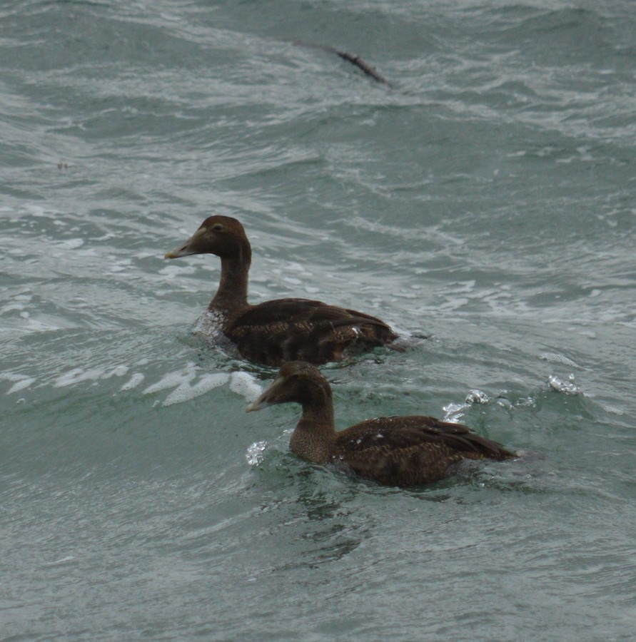 King/Common Eider - eBird