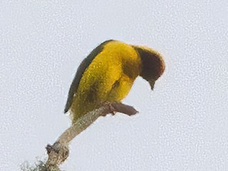Yellow-capped Weaver - Ploceus dorsomaculatus - Birds of the World