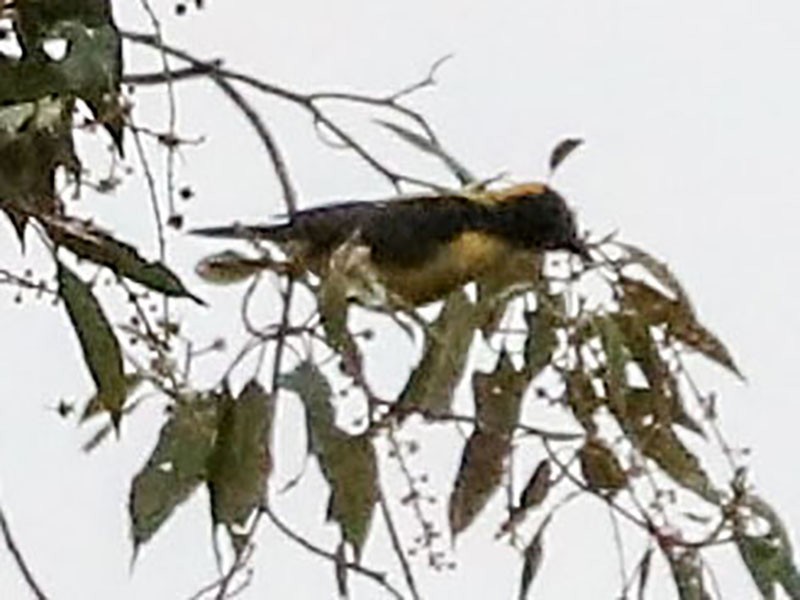 Yellow-capped Weaver - eBird