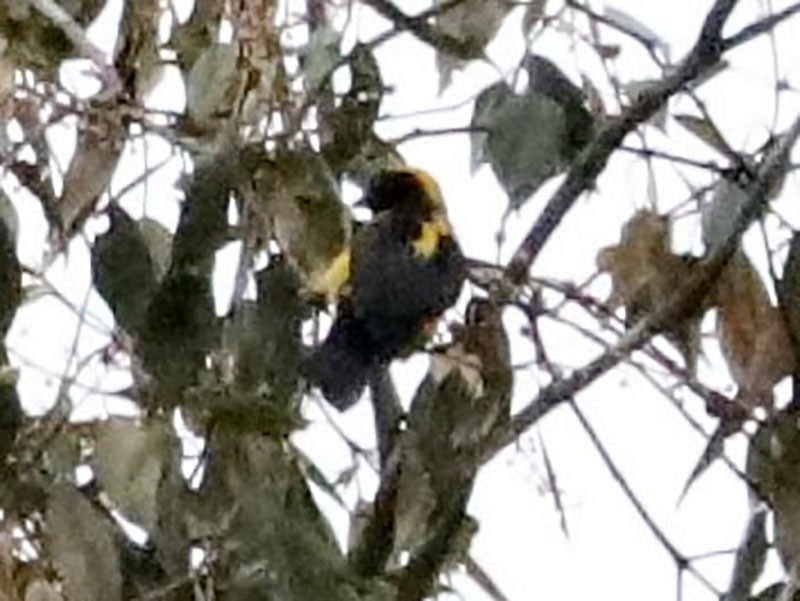 Yellow-capped Weaver - eBird