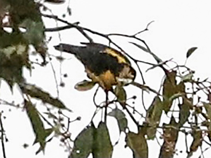 Yellow-capped Weaver - eBird