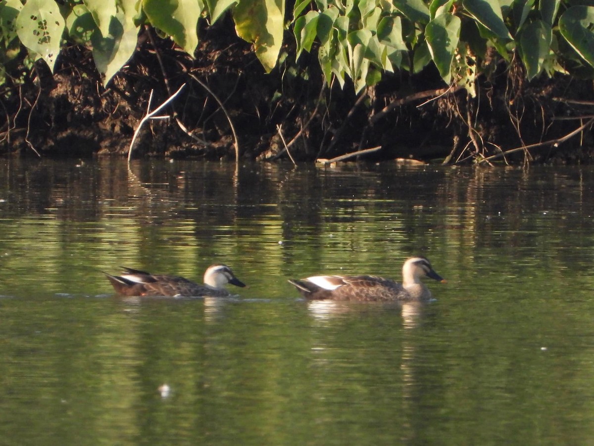 eBird Checklist - 12 Dec 2021 - Wiang Nong Lom--watchtower & Pied ...