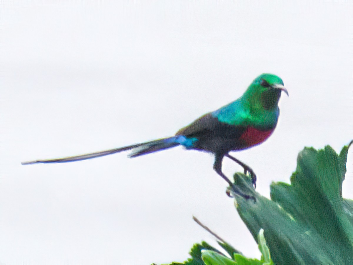 Congo Sunbird - Cinnyris congensis - Birds of the World