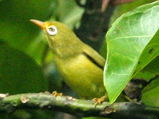Rota White-eye - eBird