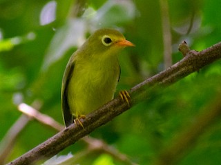 Rota White-eye - eBird