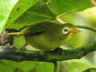 Rota White-eye - eBird