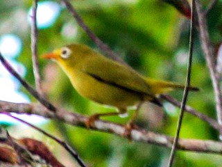 Rota White-eye - eBird