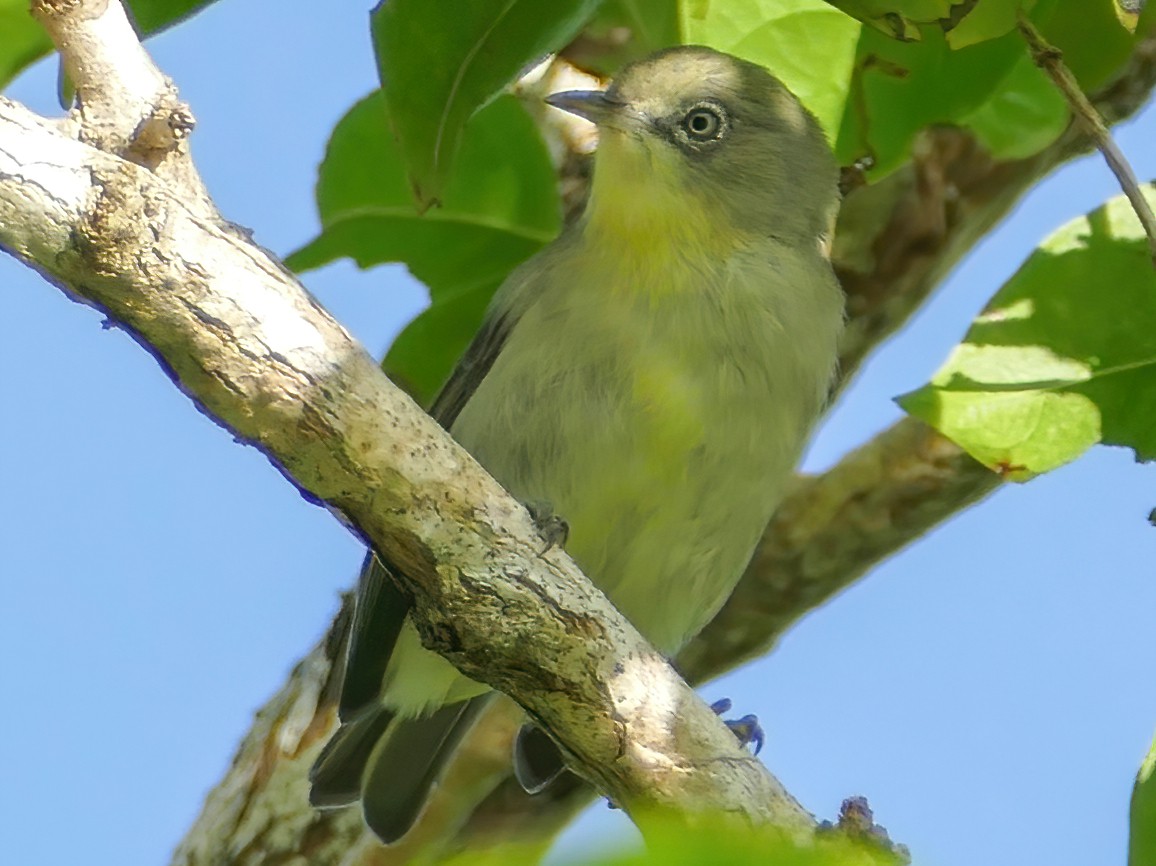 Plain White-eye - eBird
