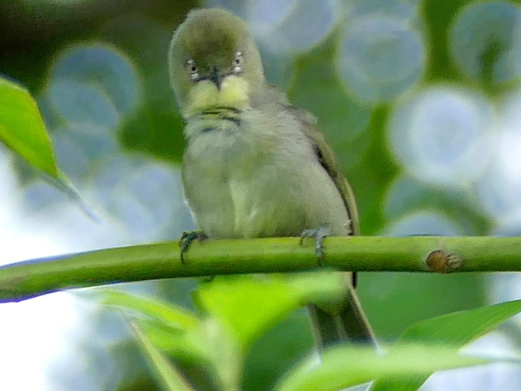 Plain White-eye - eBird