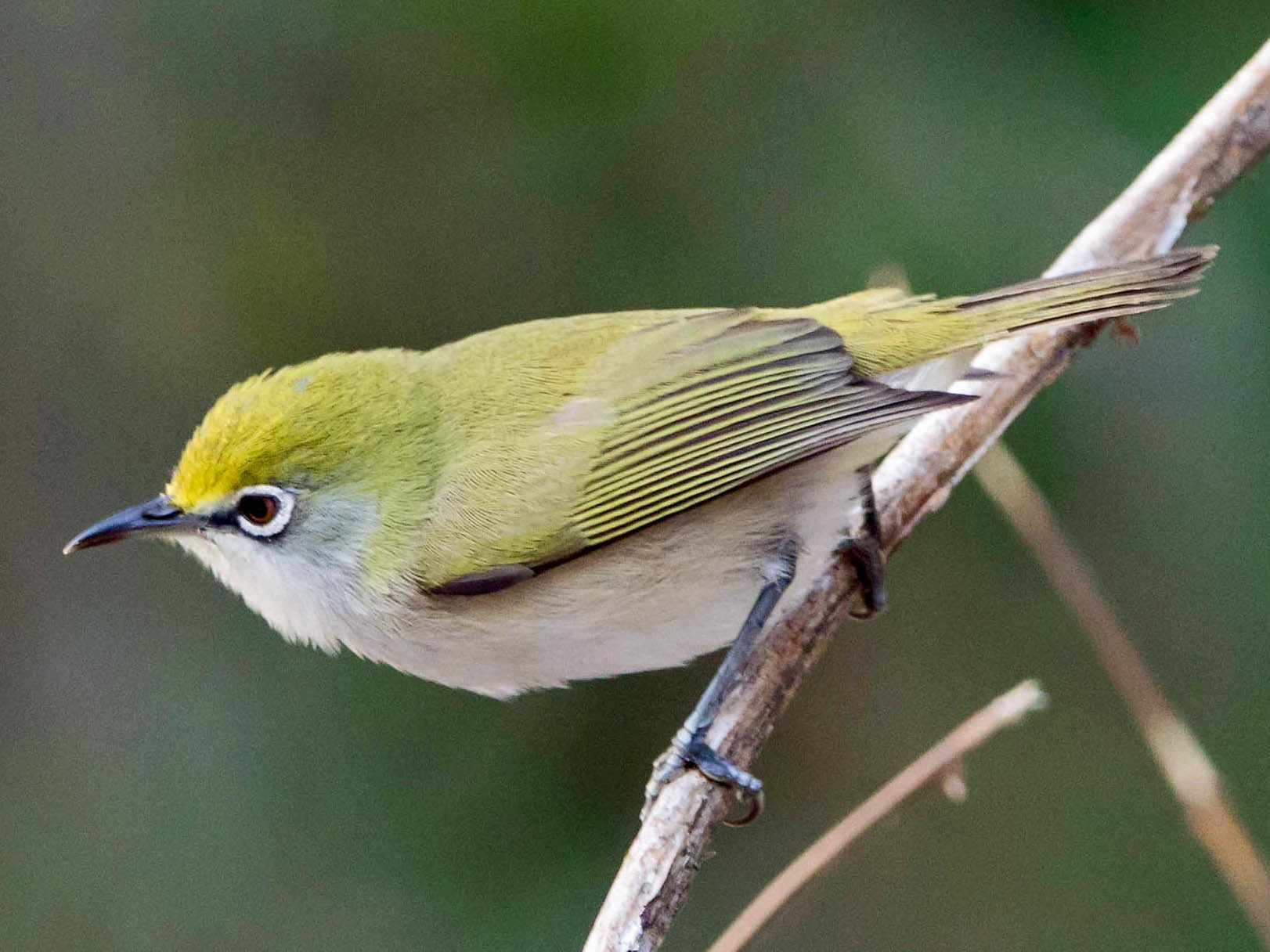 Christmas Island White-eye - eBird