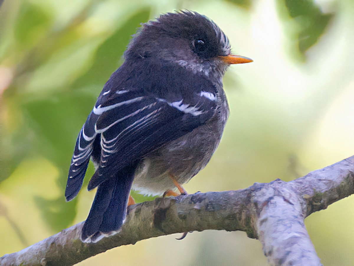 Grande Comore Flycatcher - eBird