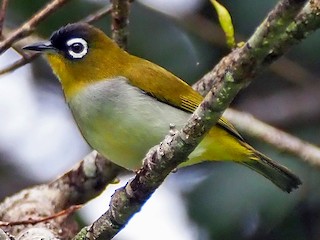 Black-crowned White-eye - eBird