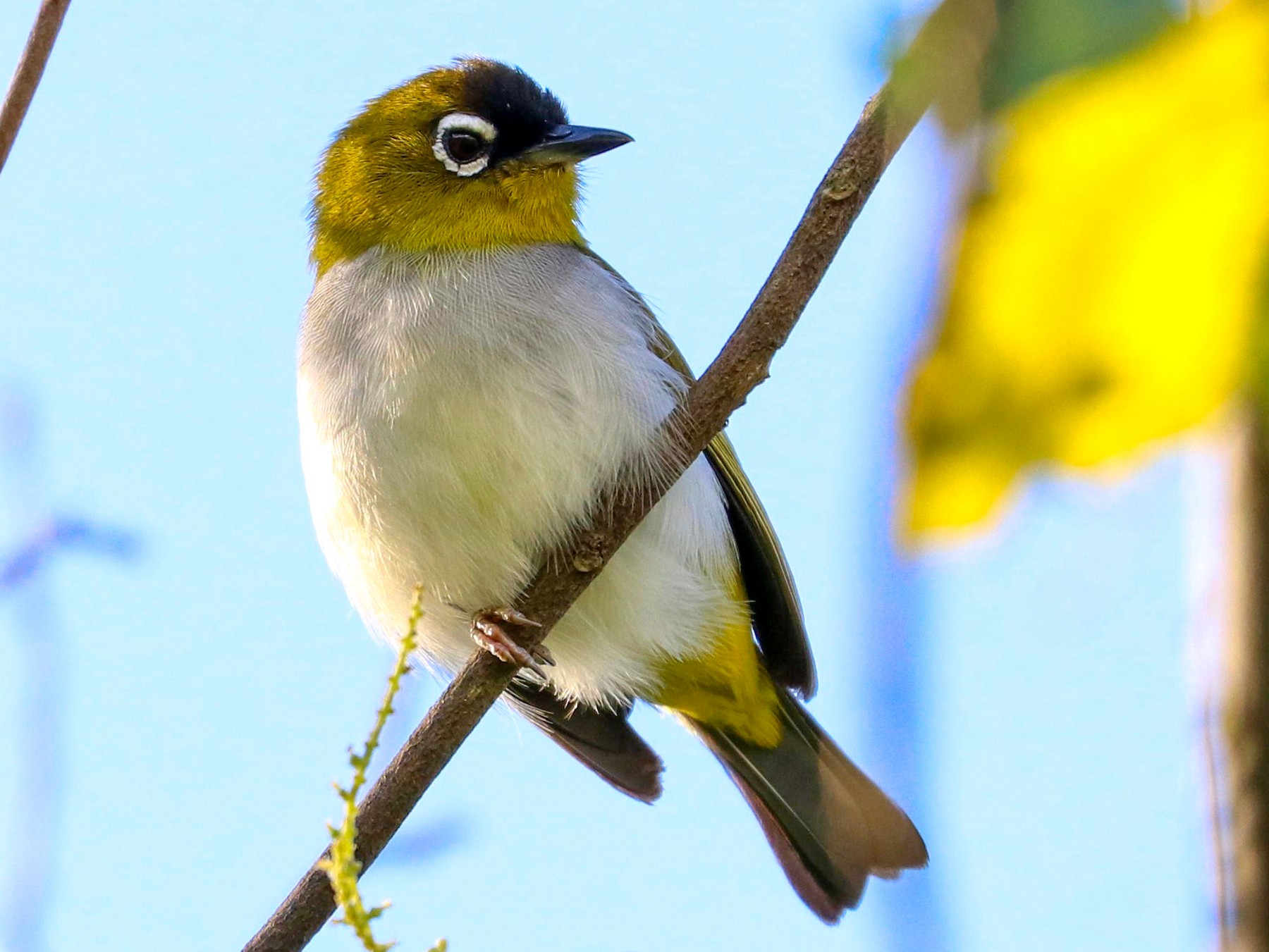 Black-crowned White-eye - eBird