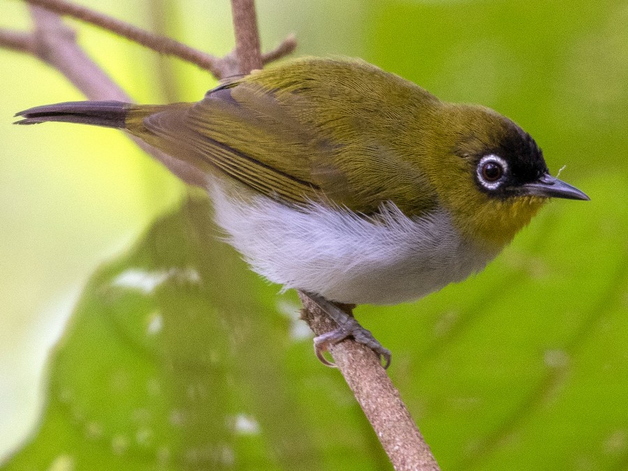 Black-crowned White-eye - eBird