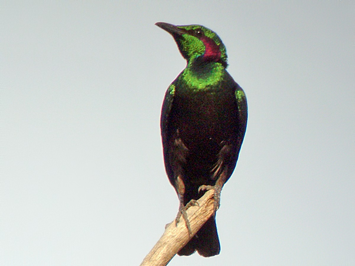 Emerald Starling - eBird