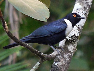 White-collared Starling - Grafisia torquata - Birds of the World