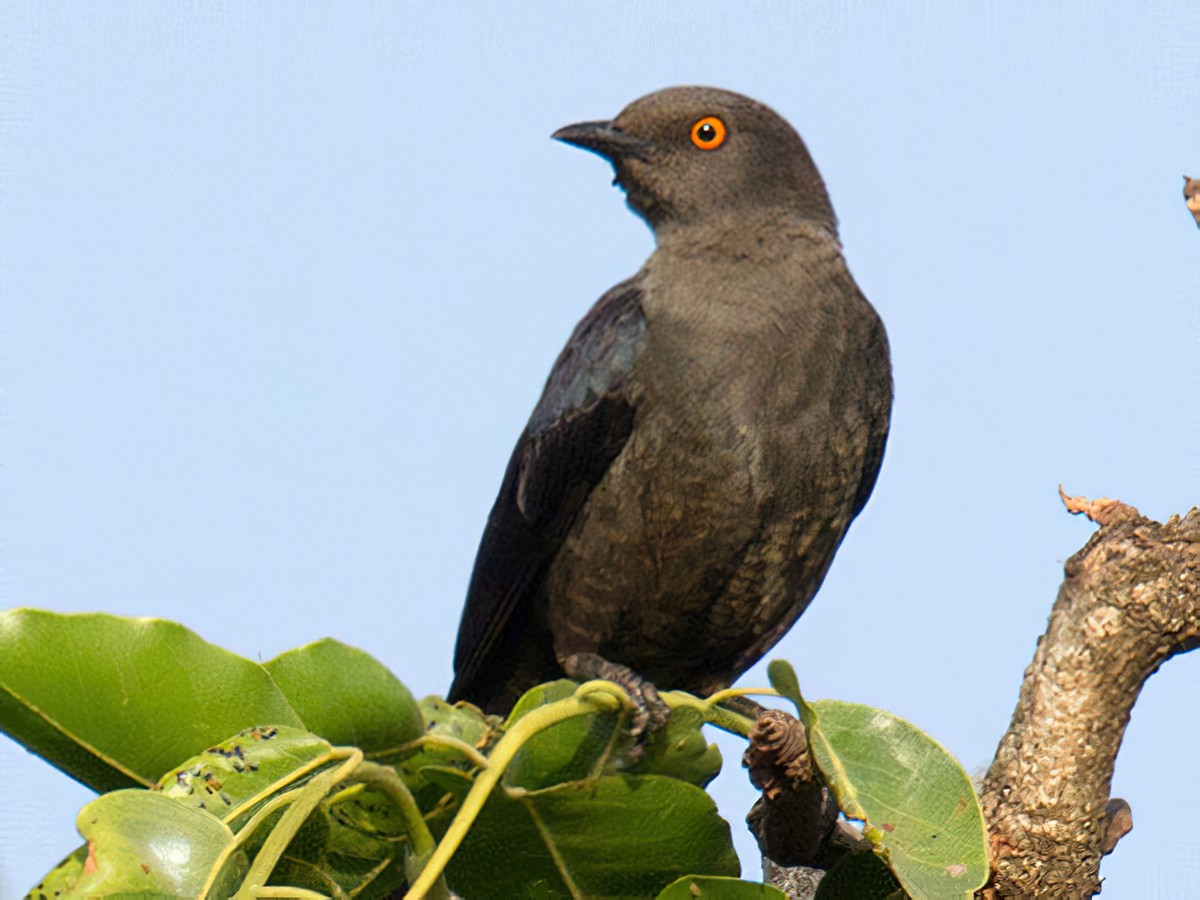 White-collared Starling - eBird