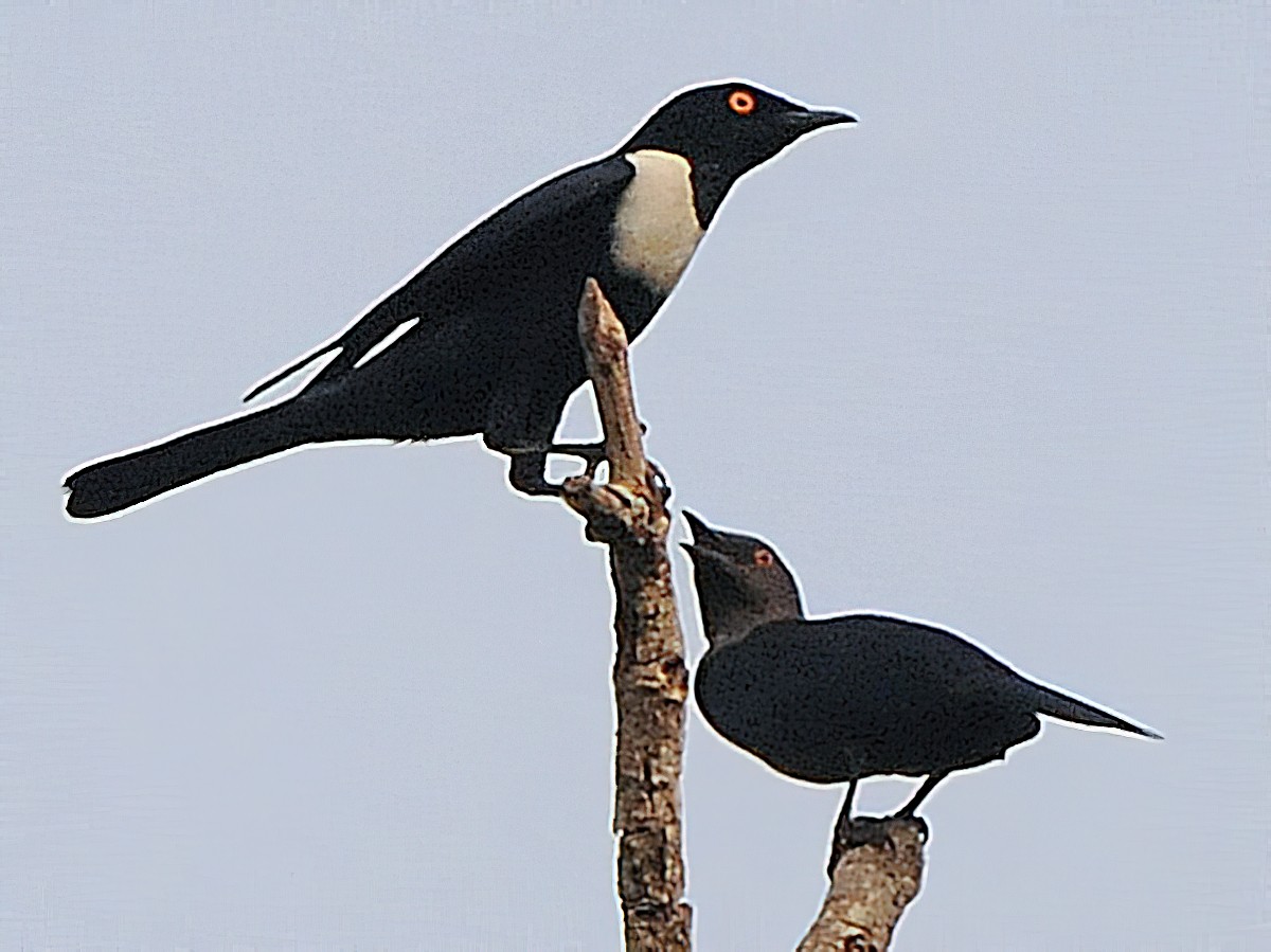 White-collared Starling - eBird