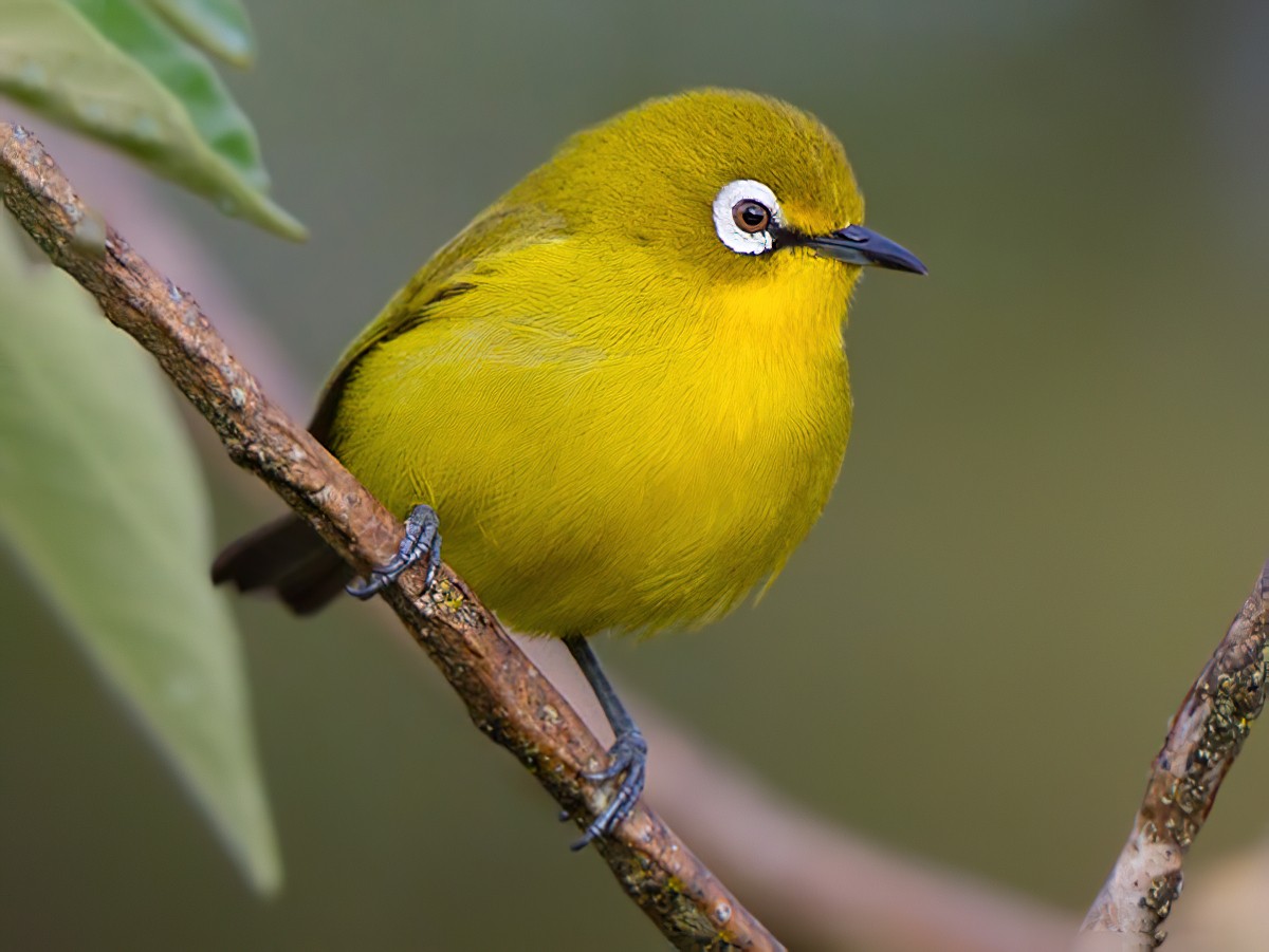 Kirk's White-eye - Zosterops kirki - Birds of the World