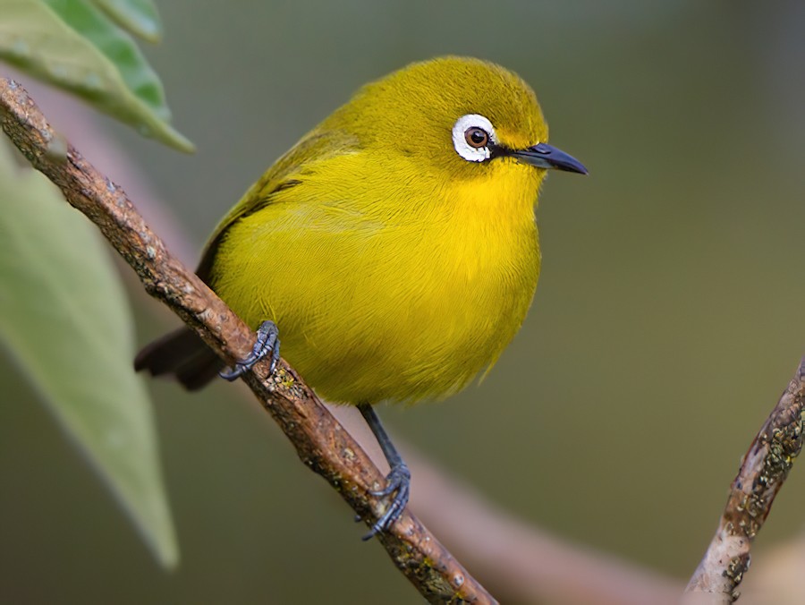 Kirk's White-eye - eBird