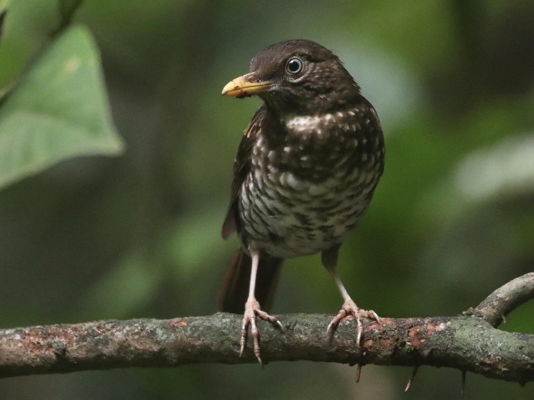 Merle de Principé - eBird
