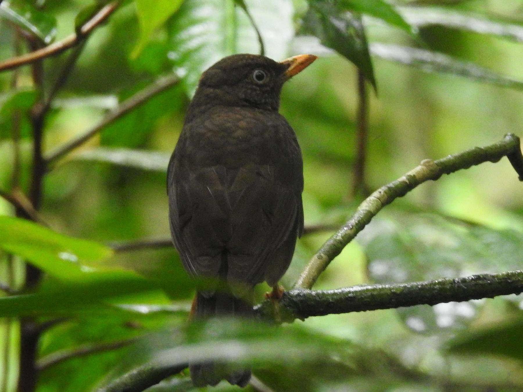 Merle de Principé - eBird