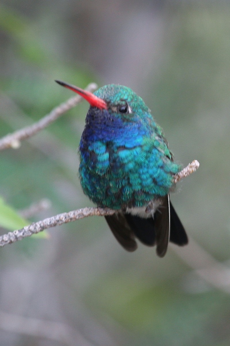 eBird Checklist - 6 Mar 2012 - Paton Center for Hummingbirds (Patons ...