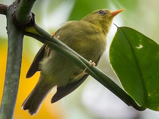 Rennell White-eye - eBird