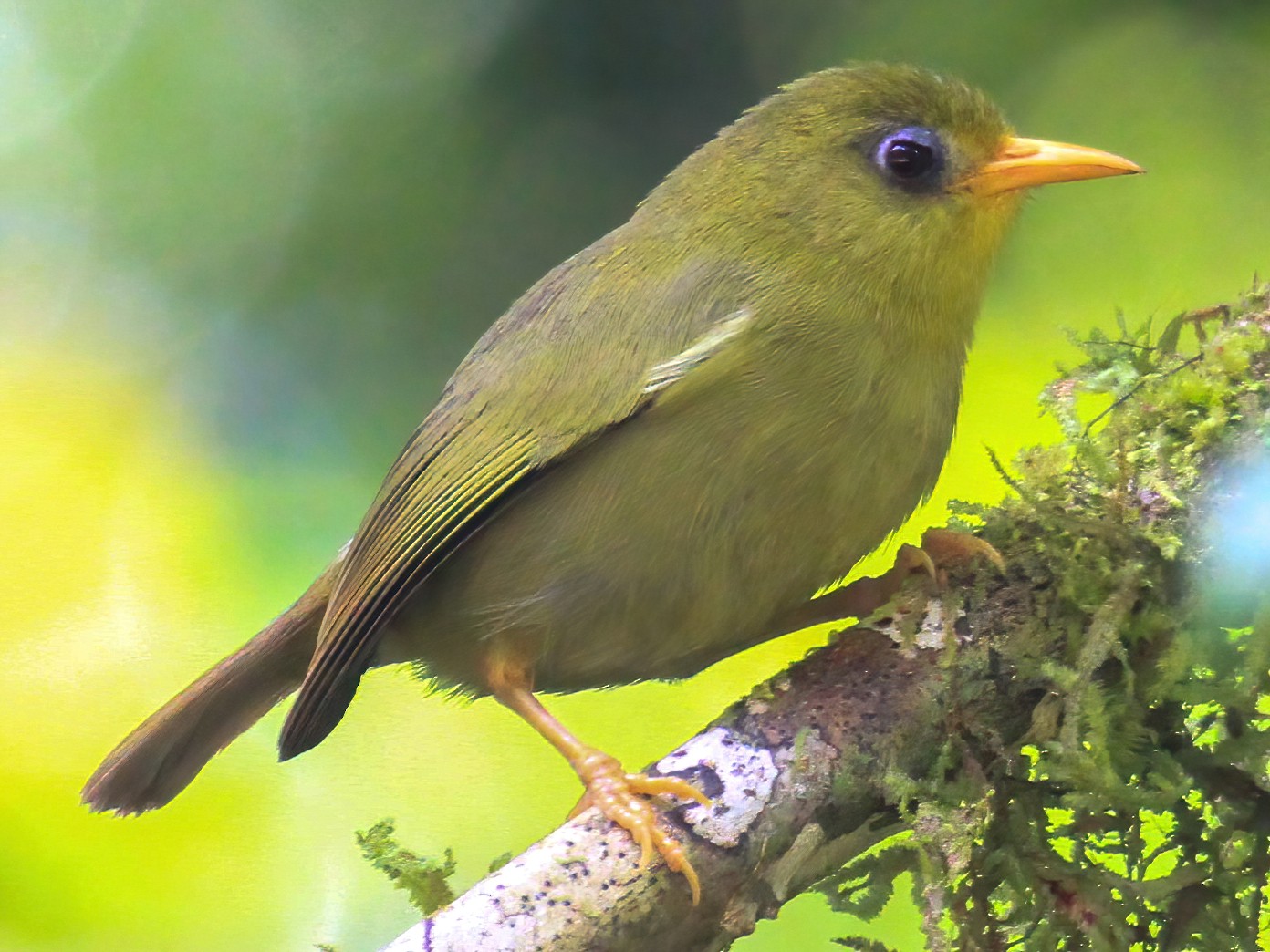 Rennell White-eye - eBird