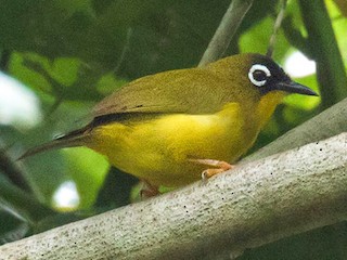 Ranongga White-eye - Zosterops splendidus - Birds of the World