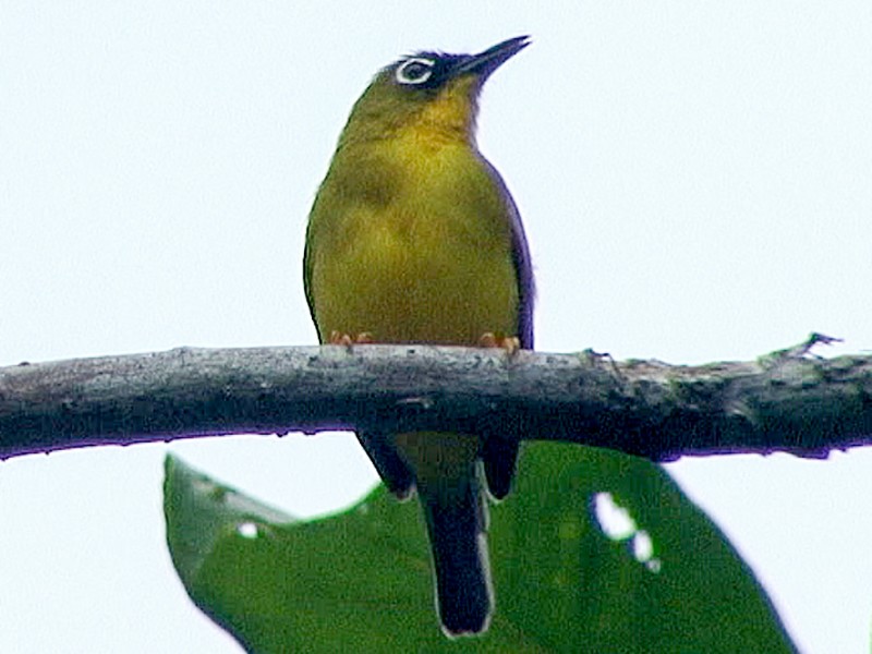 Ganongga White-eye - eBird