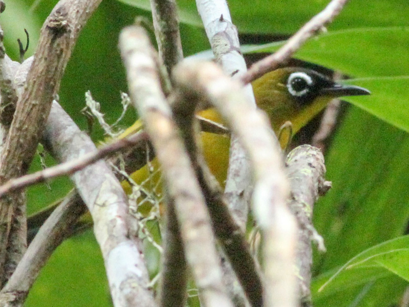 Zostérops de Ganongga - eBird