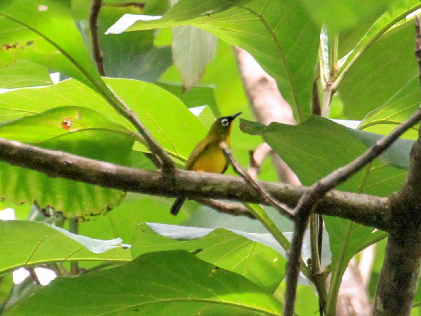 Zostérops de Ganongga - eBird