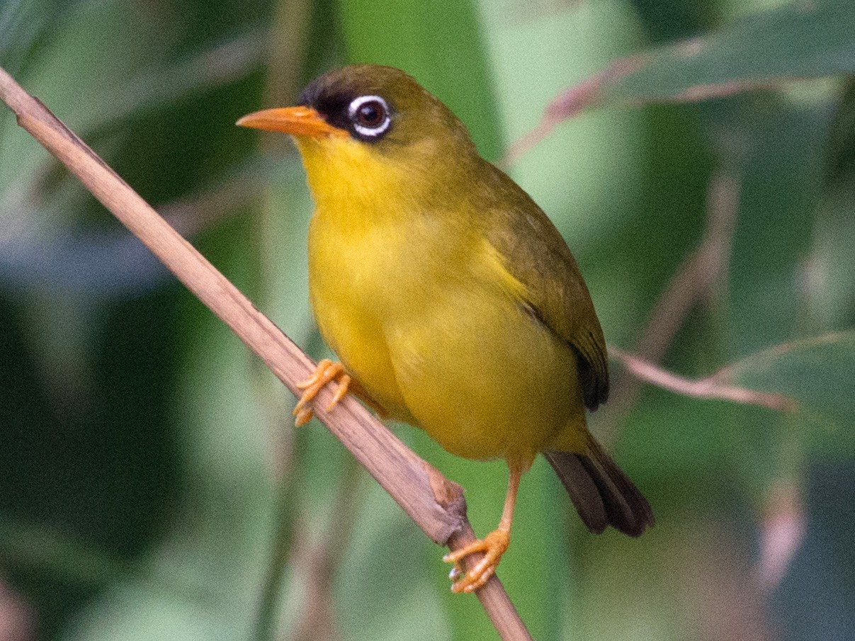 Splendid White-eye - eBird