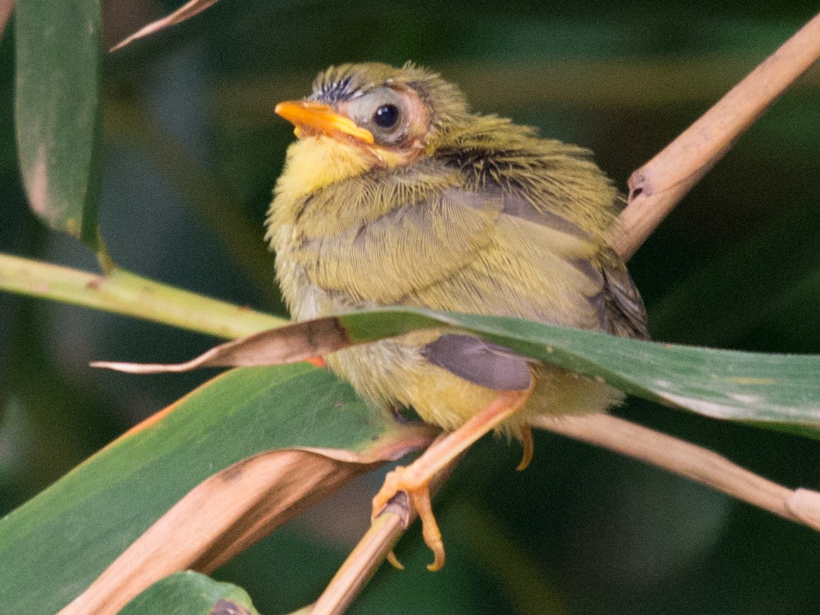 Splendid White-eye - eBird