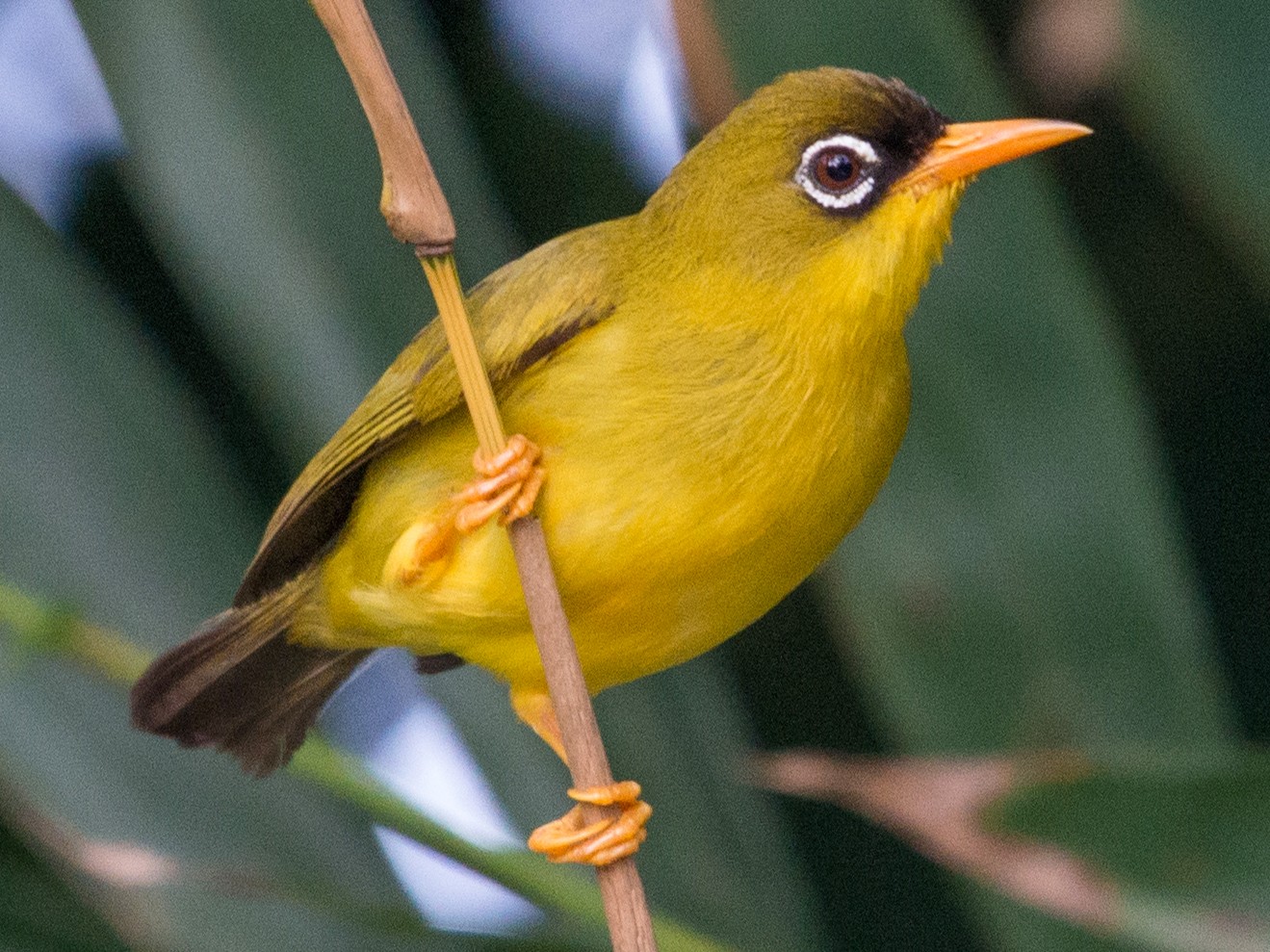 Splendid White-eye - eBird