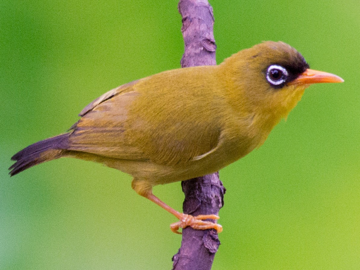 Gizo White-eye - eBird