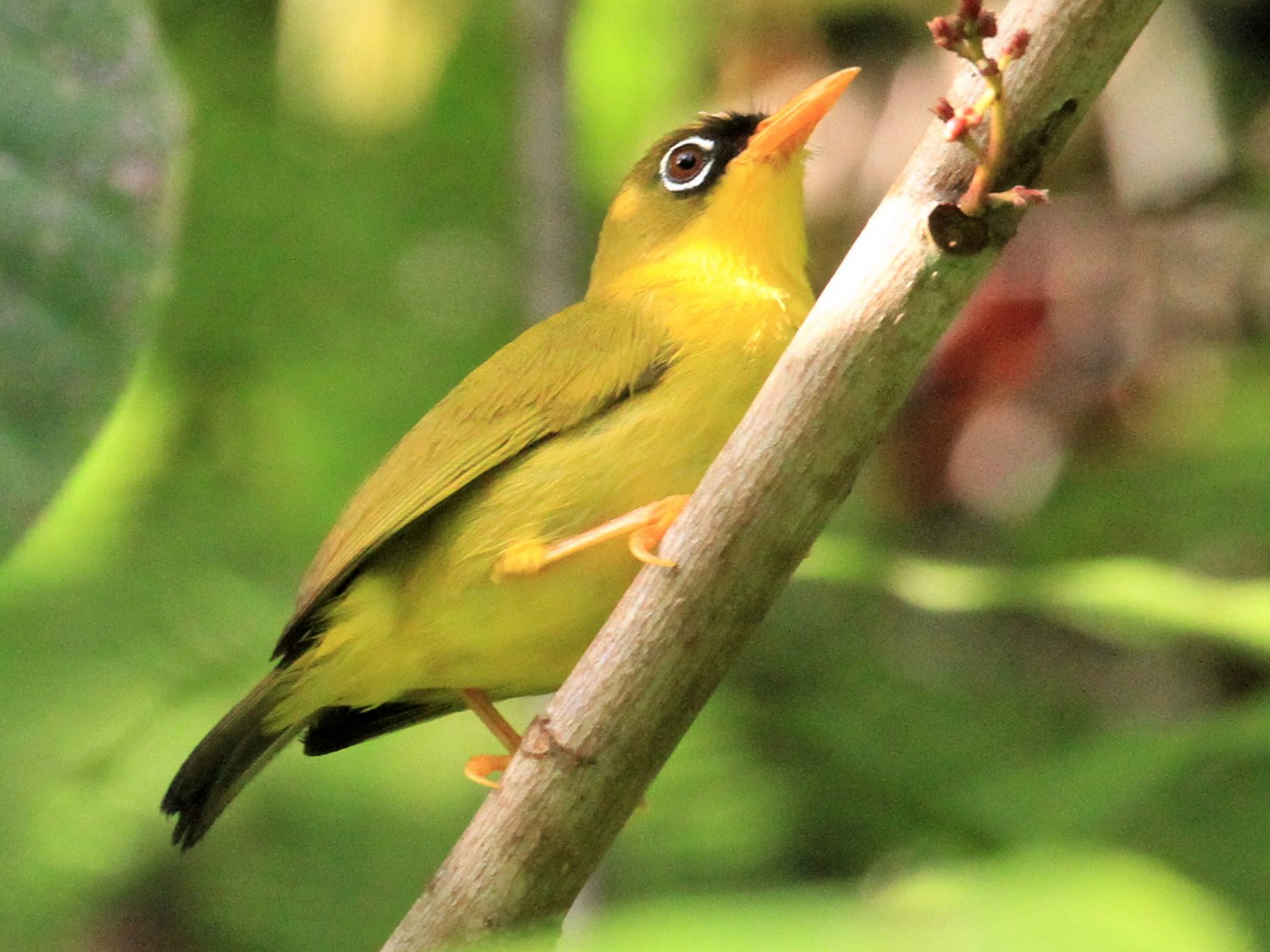 Splendid White-eye - eBird
