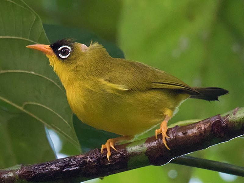 Splendid White-eye - eBird
