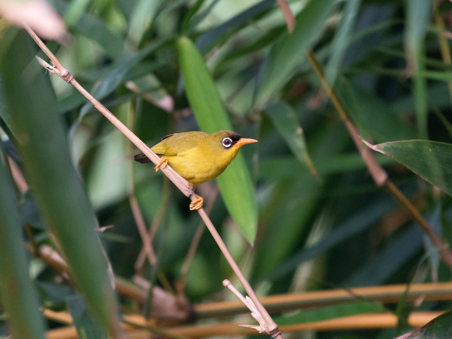Splendid White-eye - eBird