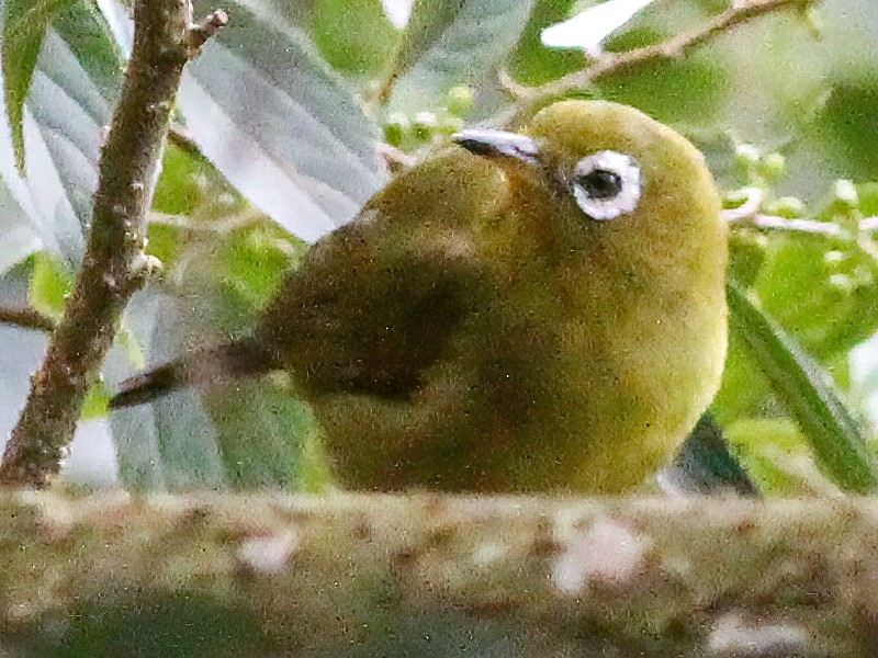 Kolombangara White-eye - Zosterops murphyi - Birds of the World