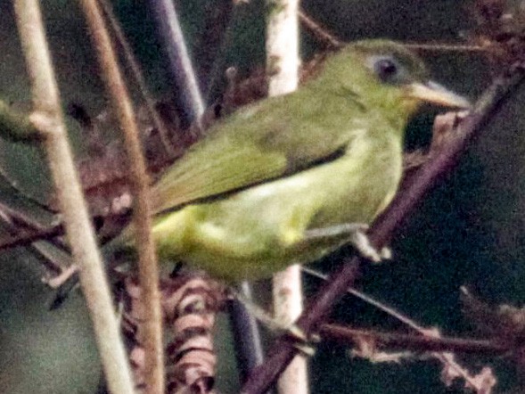 Zostérops de Malaita - eBird