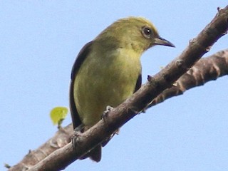Santa Cruz White-eye - Zosterops sanctaecrucis - Birds of the World