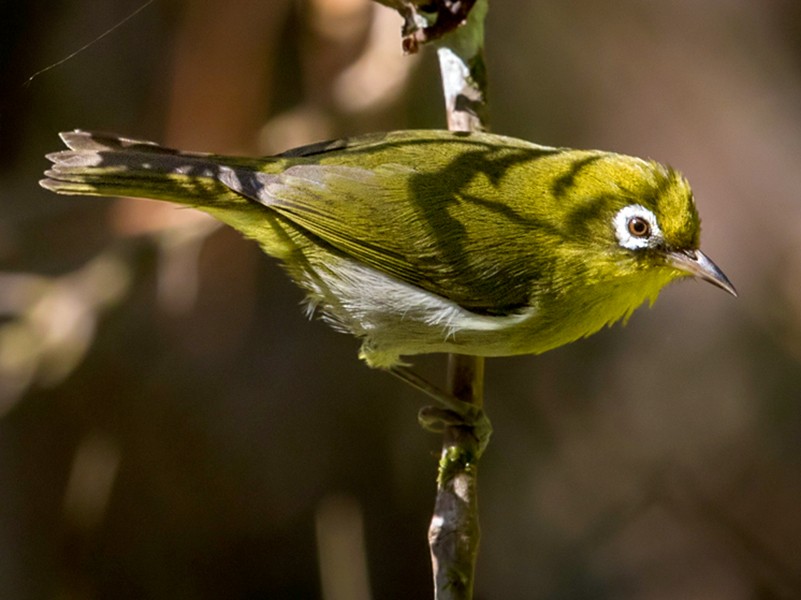 Zostérops à dos vert - eBird