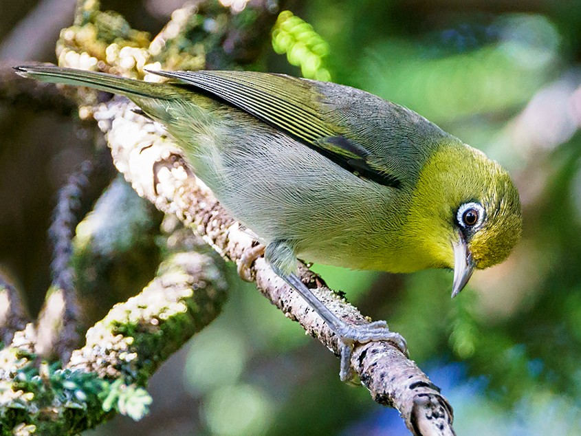 Zostérops à bec fin - eBird