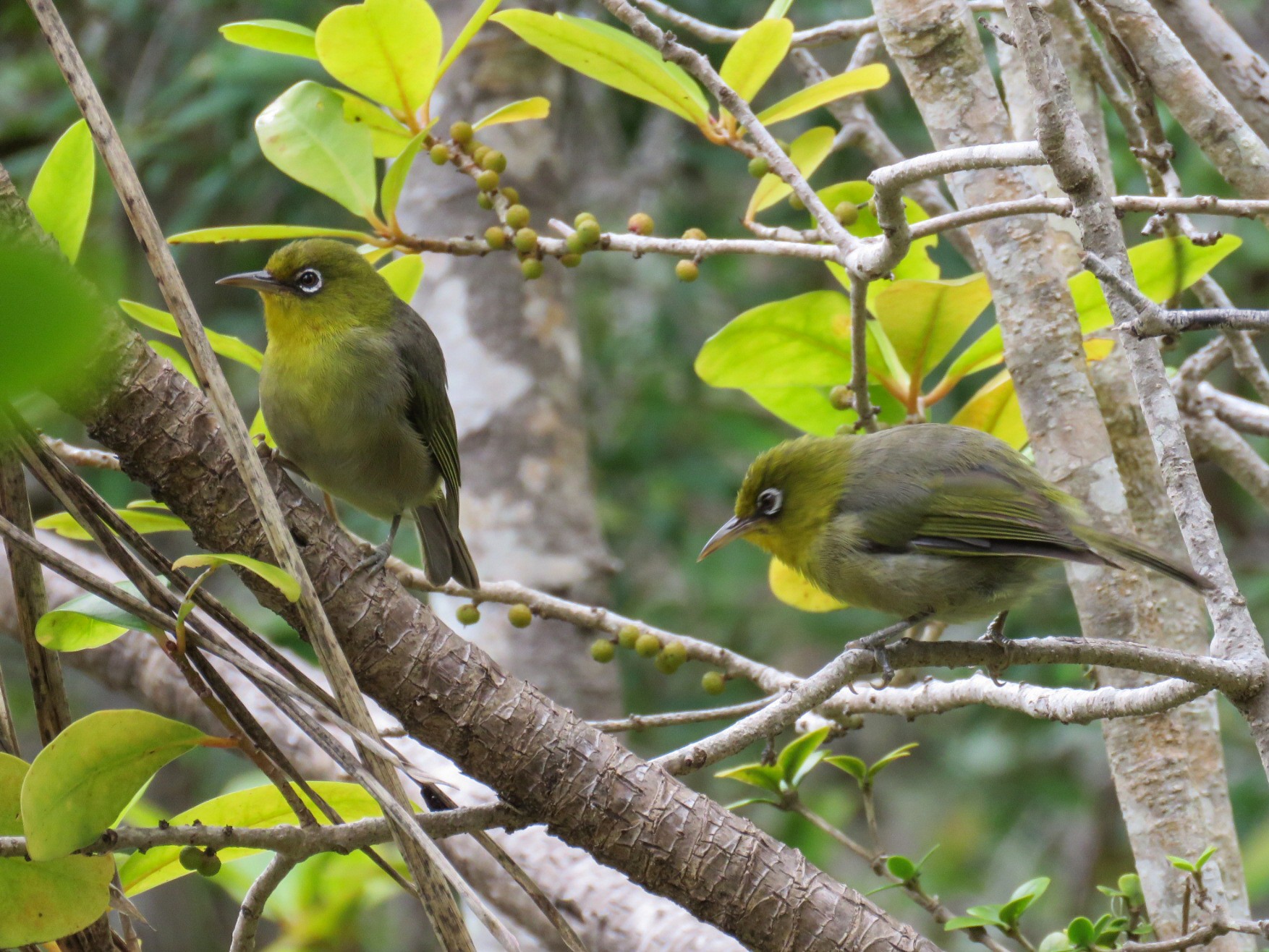 Slender-billed White-eye - eBird