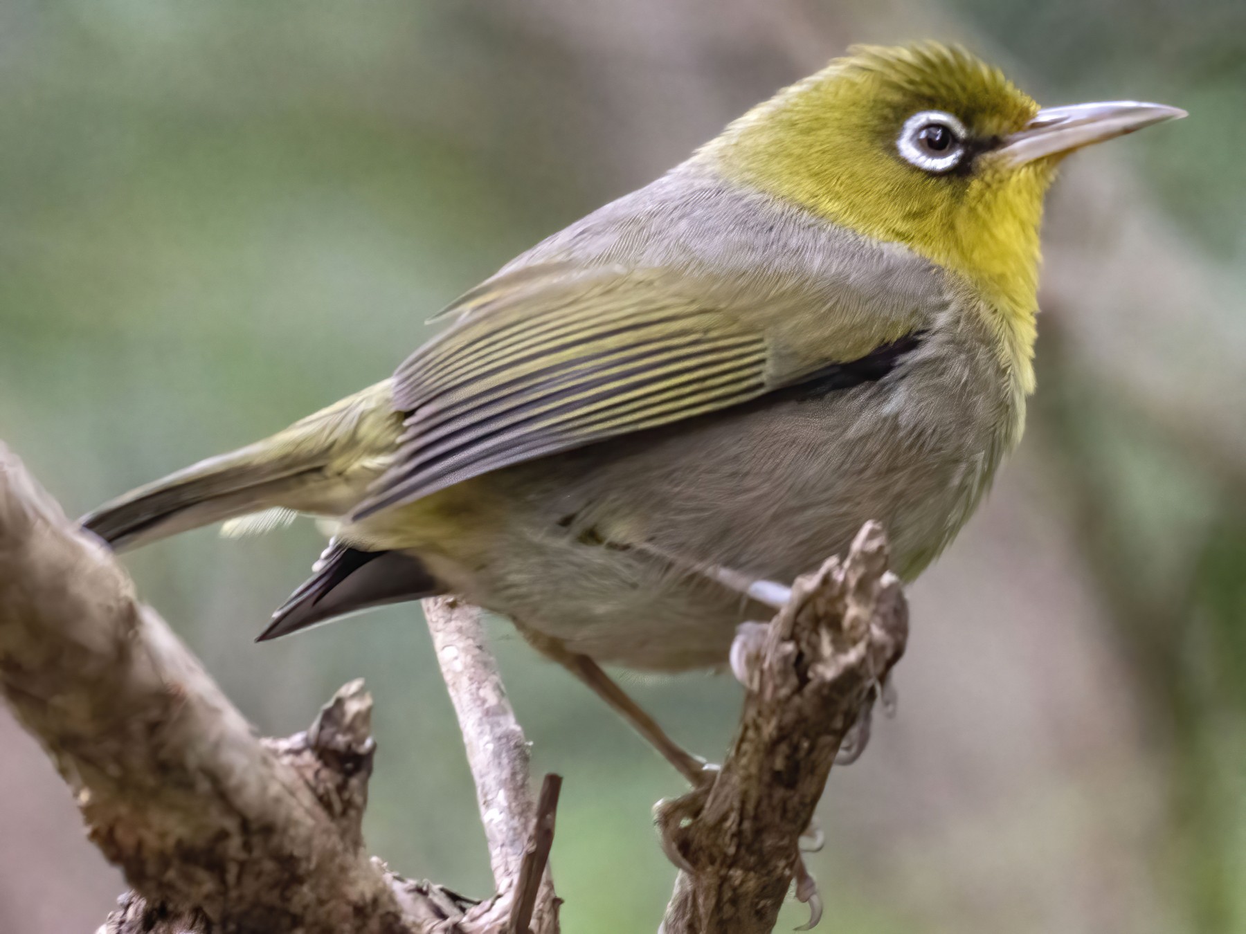 Slender-billed White-eye - eBird
