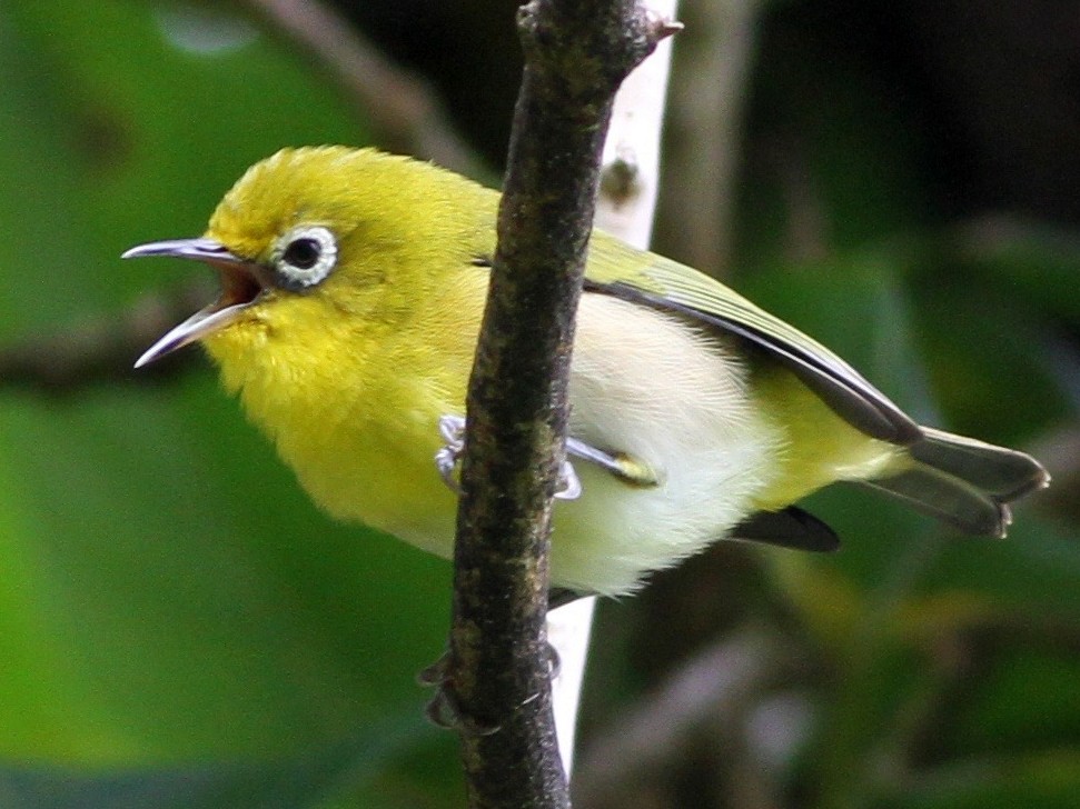 Layard's White-eye - eBird