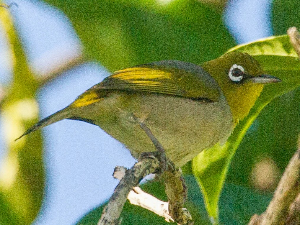 Layard's White-eye - eBird
