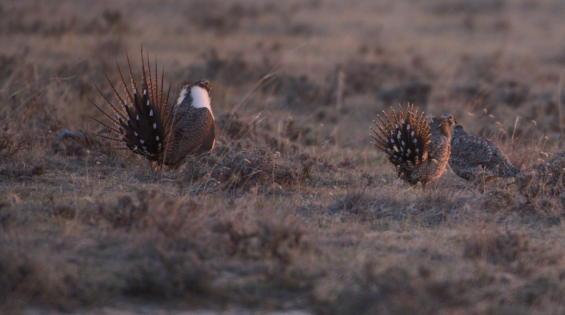 Greater Sage-Grouse x Sharp-tailed Grouse (hybrid) - eBird